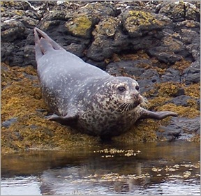 Ireland’s Mammals – The Grey Seal